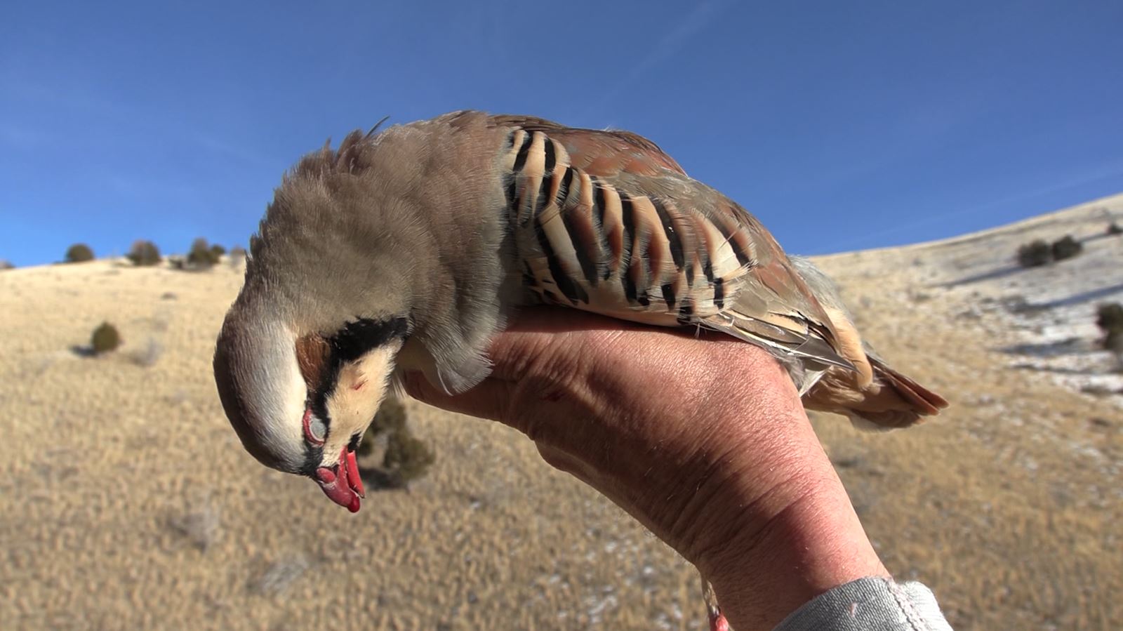 Shooting Limits of Chukars with Utah State University Researchers
