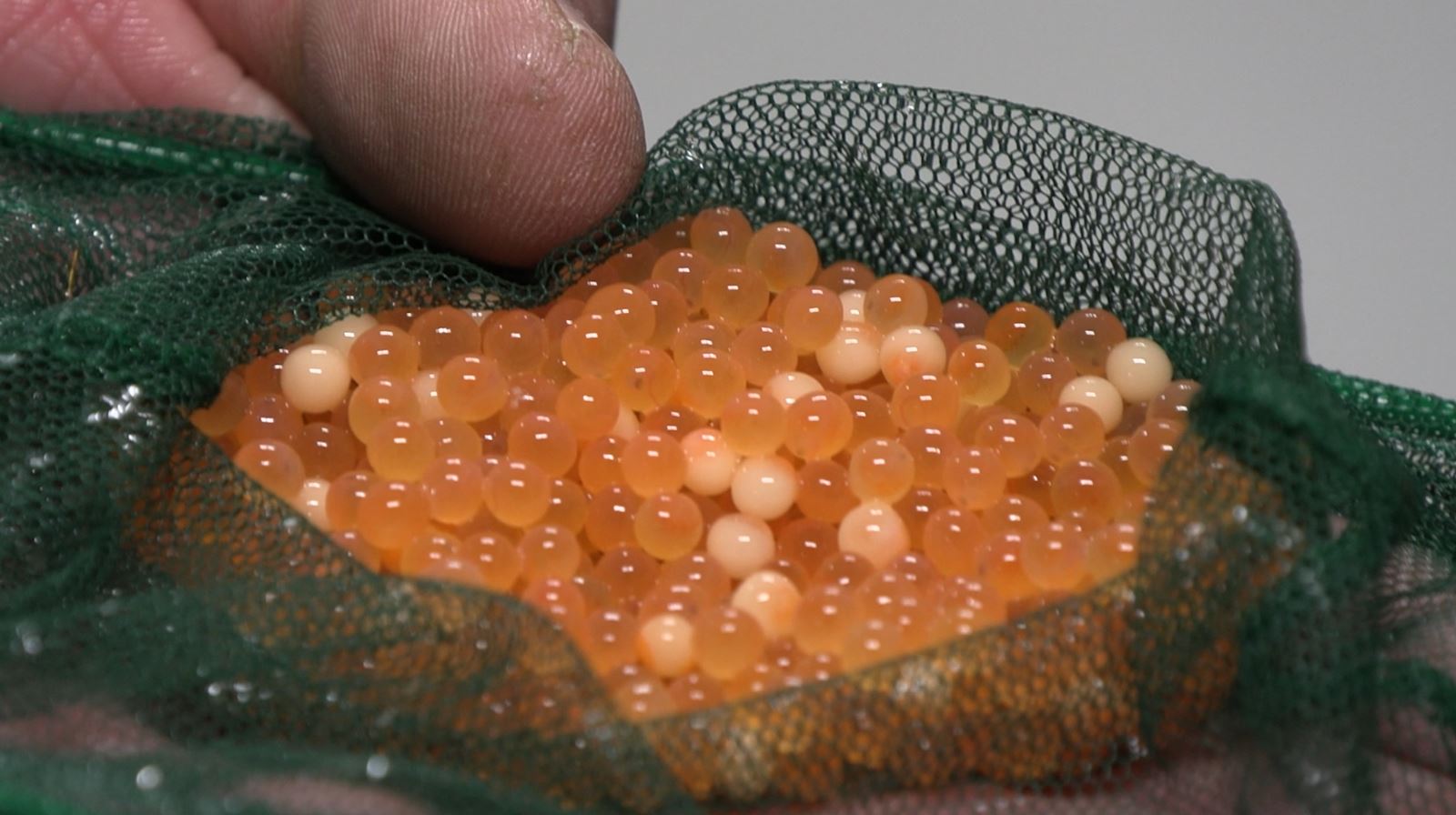 New Mantua Hatchery Upgrade to Boost Utah Trout Populations